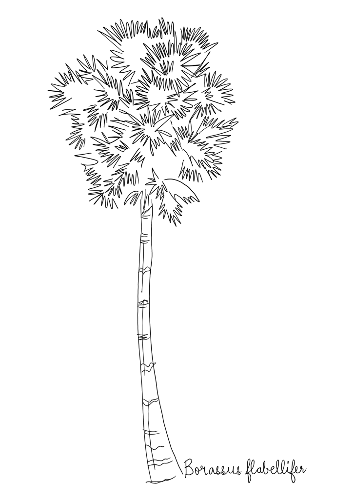 Traditional plants of India, Vol 1: Borassus flabellifer - Xanthe White ...