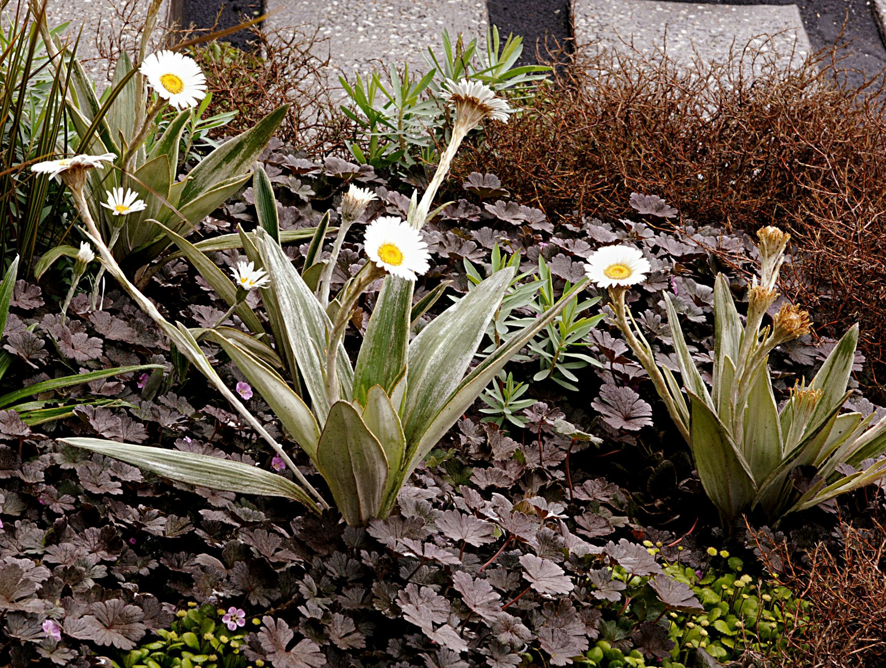 Pure New Zealand, Chelsea Flower Show 2006 - Xanthe White Design