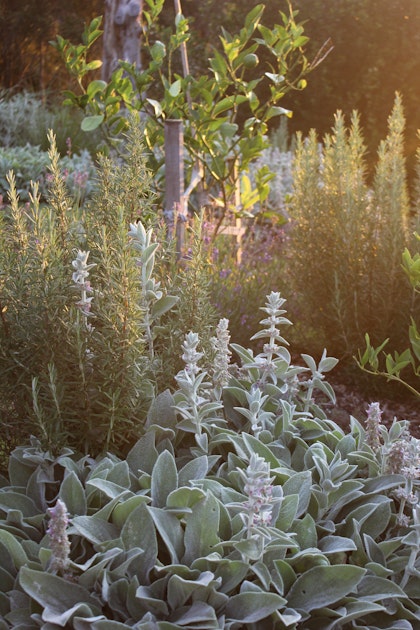 Oneroa - Xanthe White Design